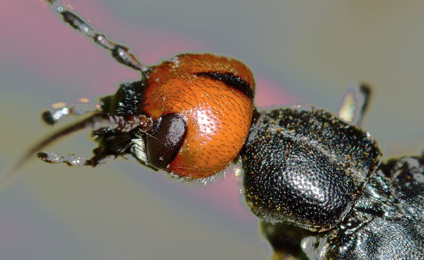 Hemp cannabinoids may have evolved to deter insect pests